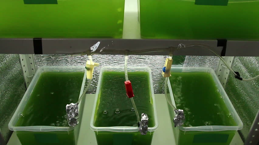 Microalgae Cultivation Systems for Biodiesel Production - Kenya Engineer